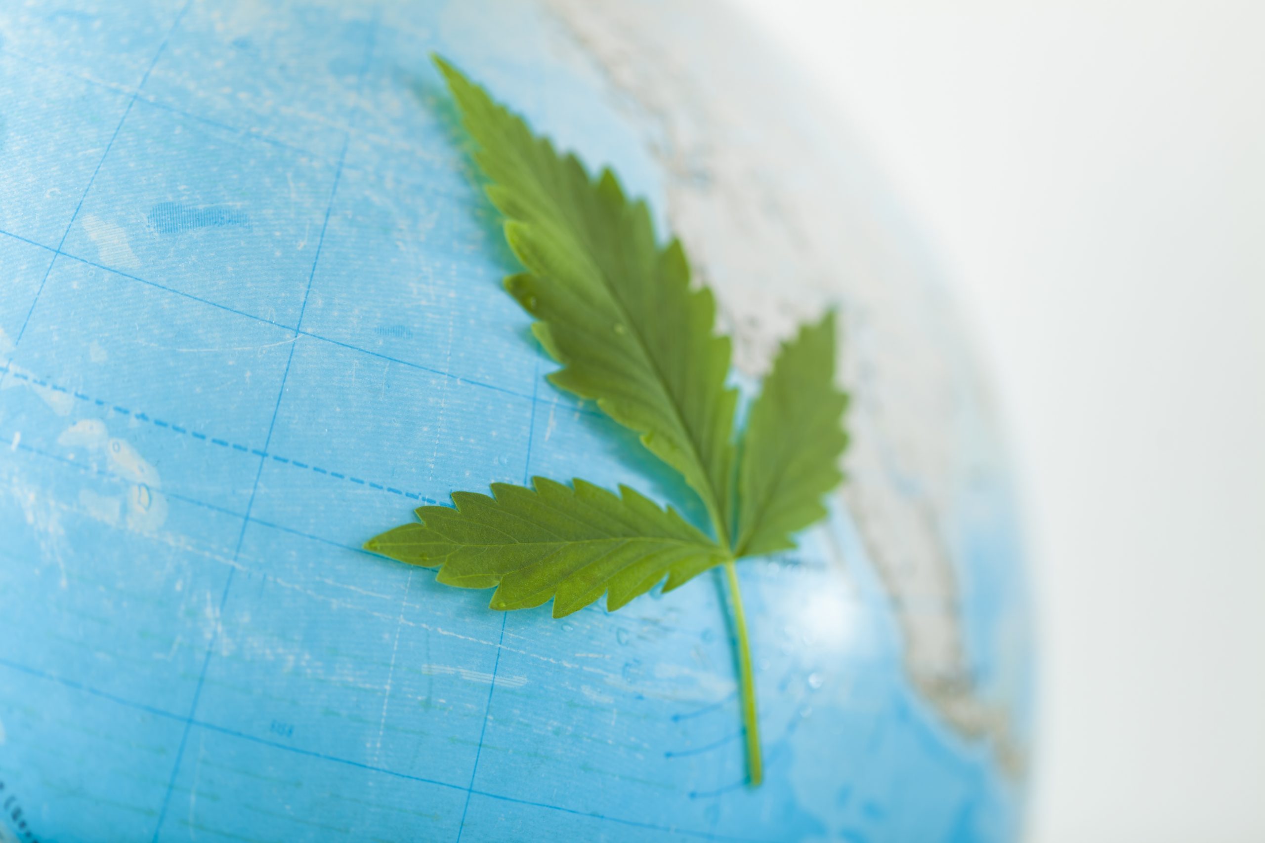 A evolução da cannabis: por que ela se tornou ilegal?